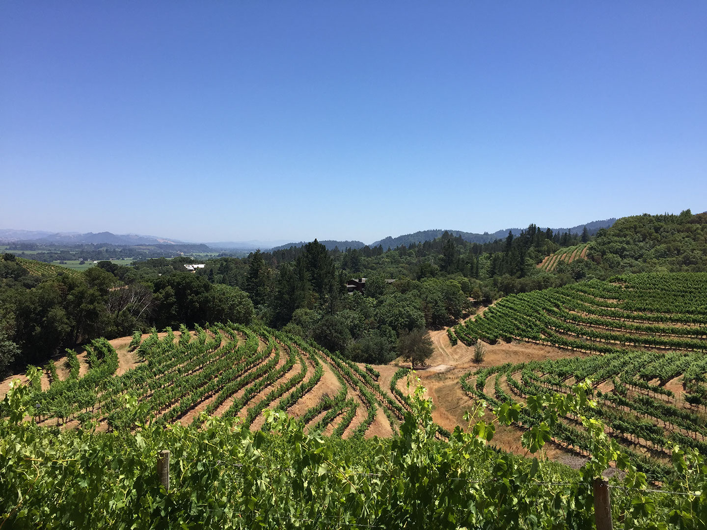 Clendenen Vineyard Management