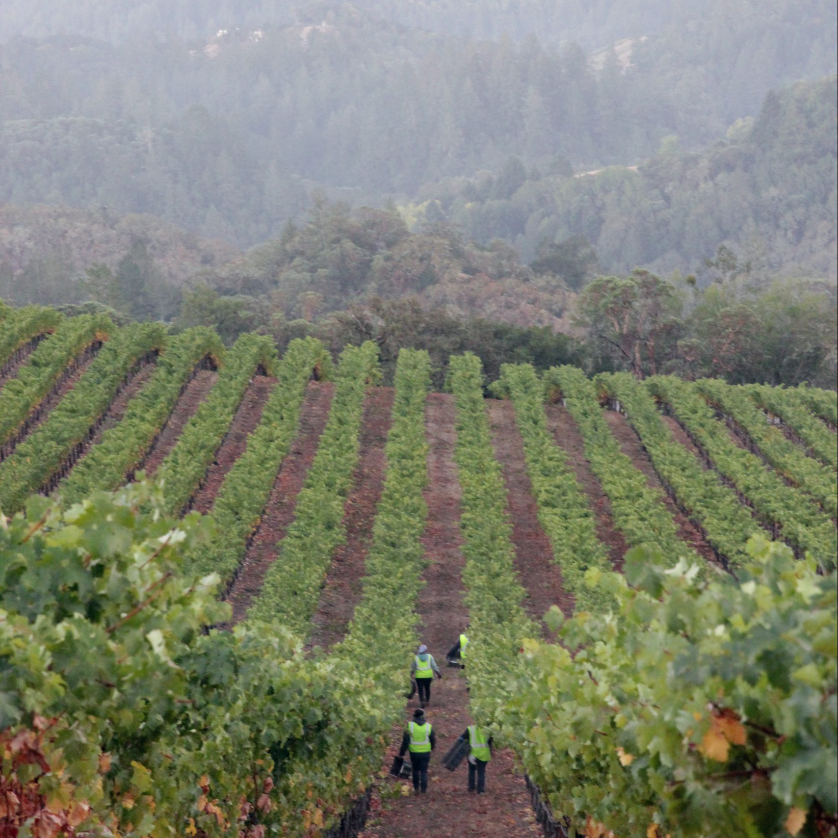 Clendenen Vineyard Management