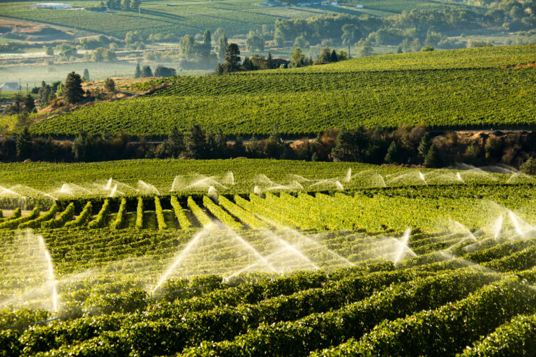 The True Cost of Vineyard Ownership: What You Should Know