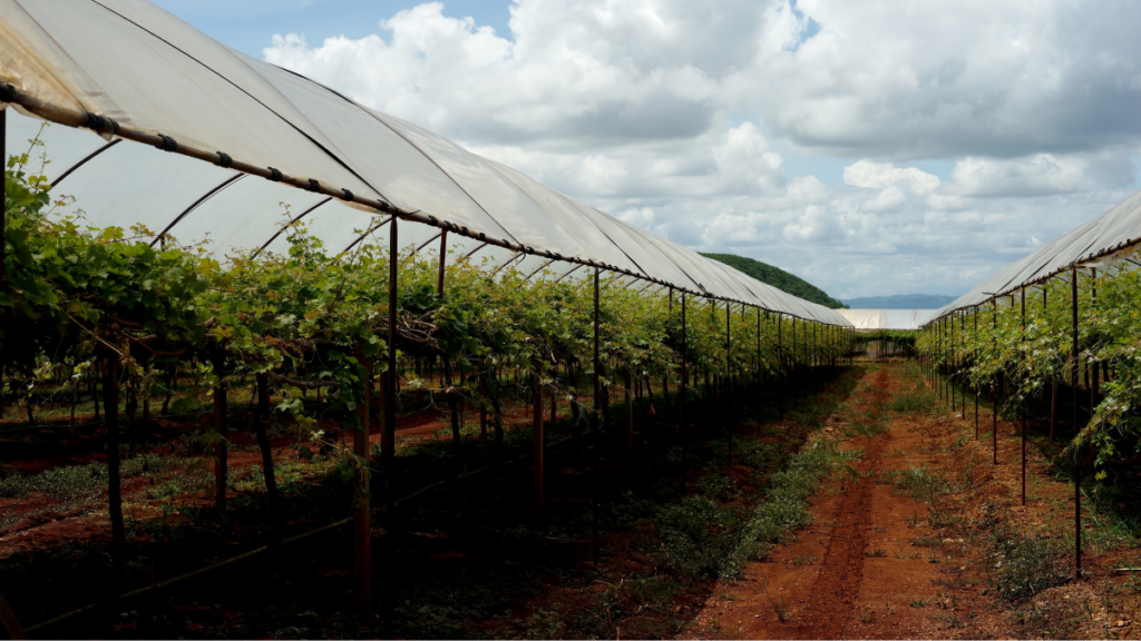 Labor Optimization and Vineyard Management: Maximize Efficiency, Cut ...