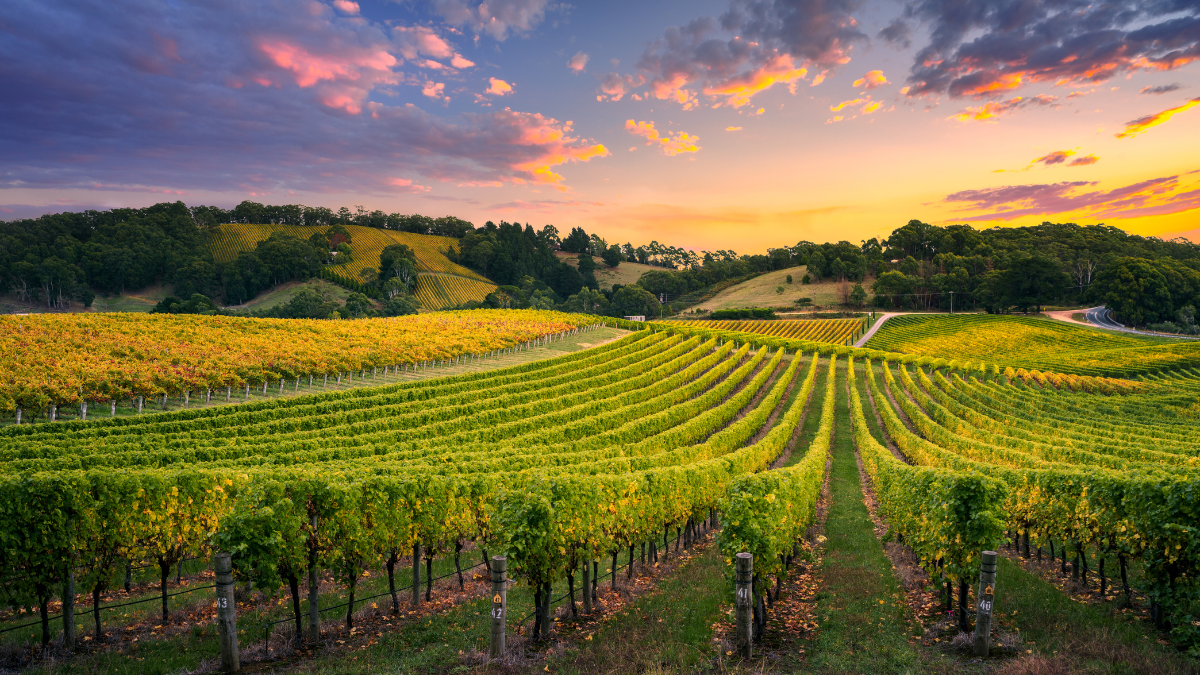 Vineyard Profit Per Acre: 5 Key Factors to Consider