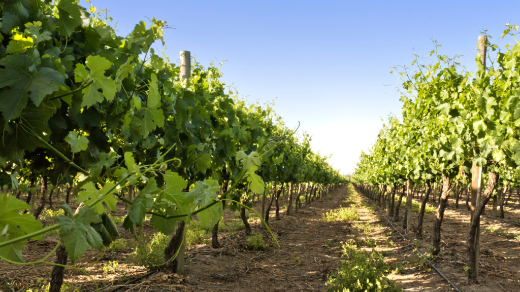 California Vineyard Best Practices Year-Round