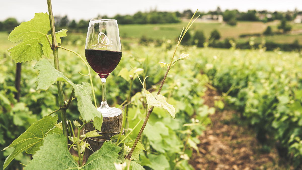 California Vineyard Best Practices Year-Round