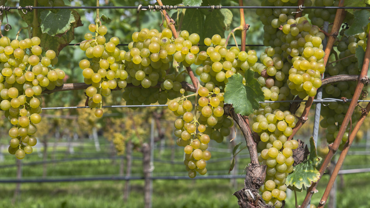 Healdsburg Vineyard Management: Pruning & Trellis Systems for Optimal ...