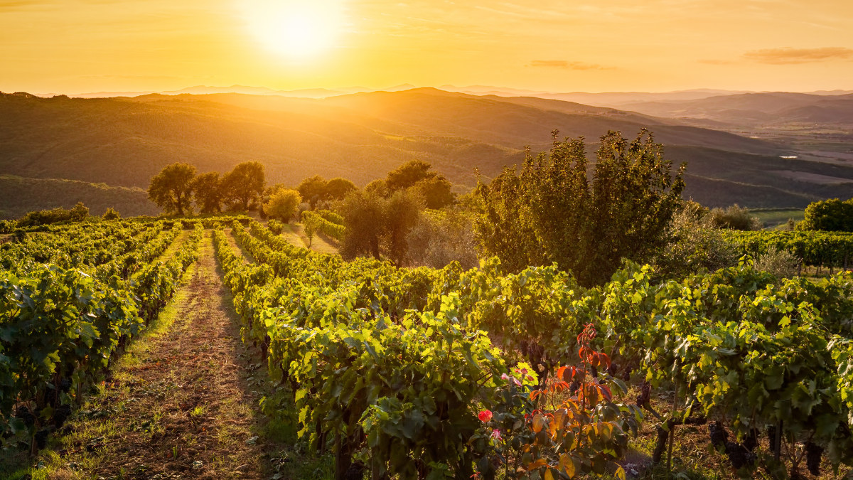 Sonoma Grape Selection: Choosing the Right Varieties