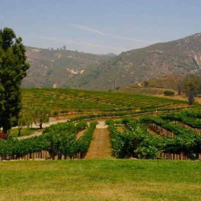 The True Cost of Vineyard Ownership: What You Should Know